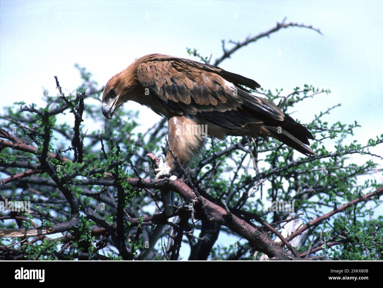 Eagle with snake hi-res stock photography and images - Alamy
