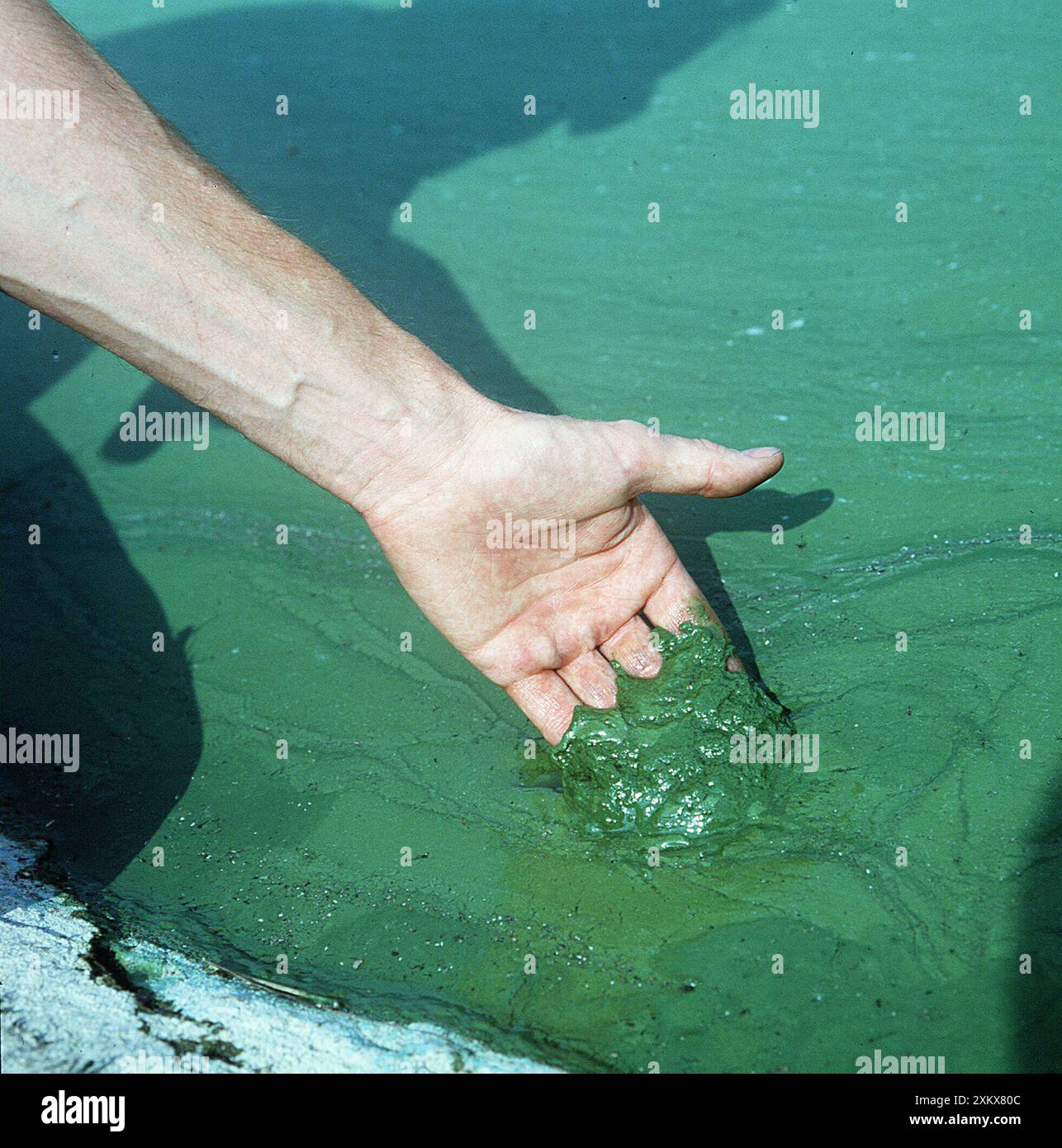 GREEN WATER ALGAE - with man touching algae Stock Photo - Alamy