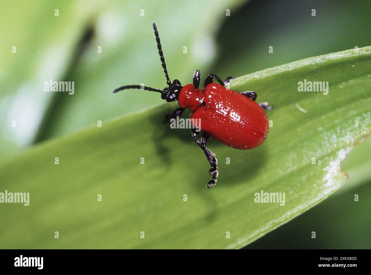 Red LILY BEETLE - adult on leaf Stock Photo - Alamy