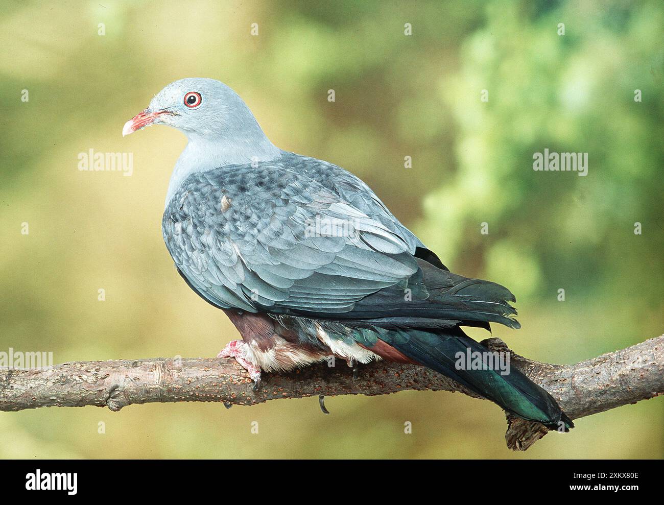 SPOTTED IMPERIAL PIGEON Stock Photo - Alamy