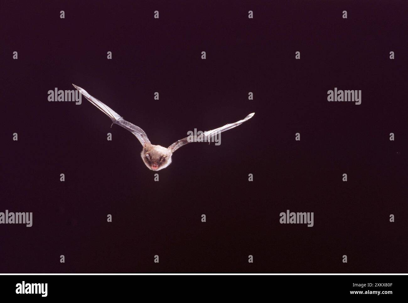 Daubenton's BAT - in flight Stock Photo - Alamy