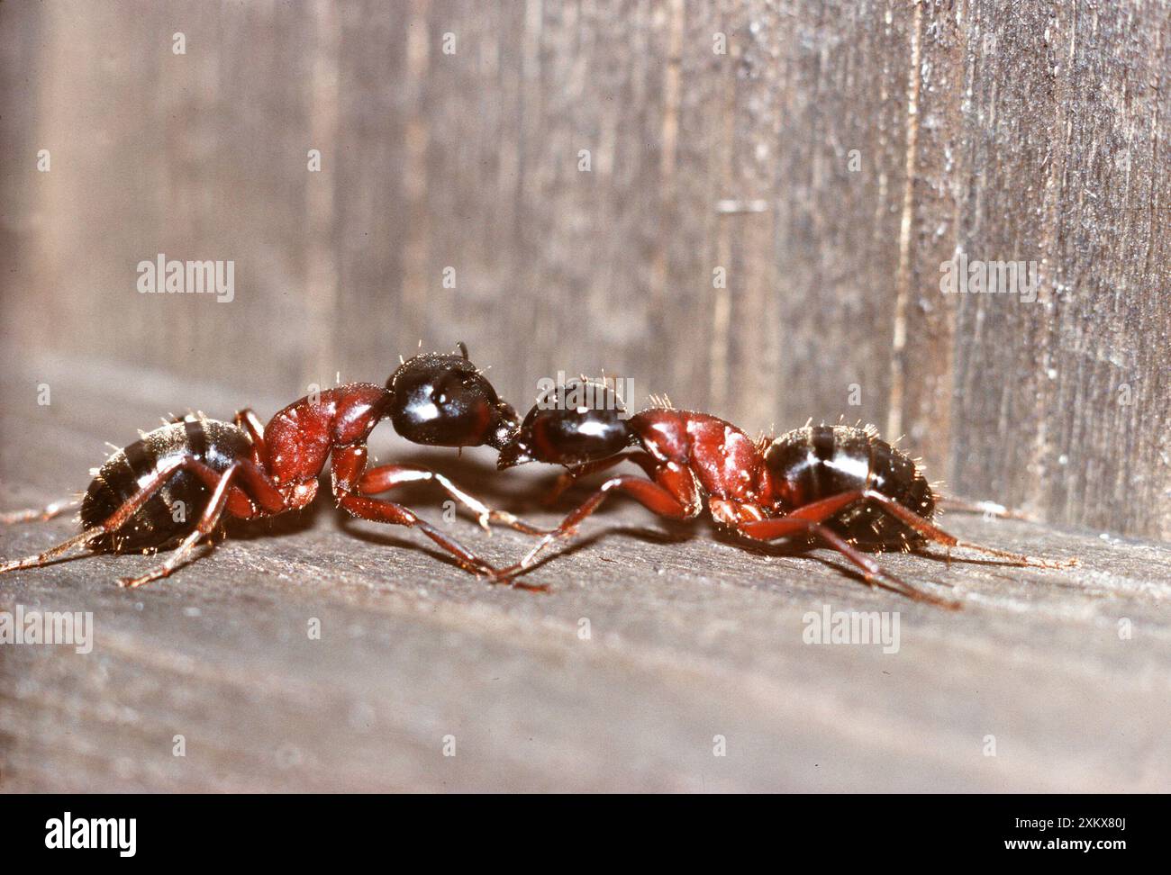 Ants attacking insects hi-res stock photography and images - Alamy