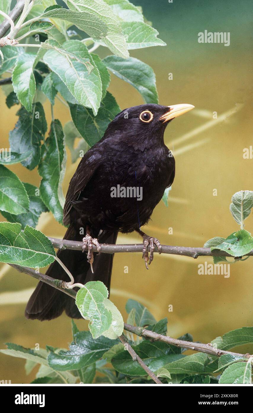 BLACKBIRD - on branch Stock Photo - Alamy