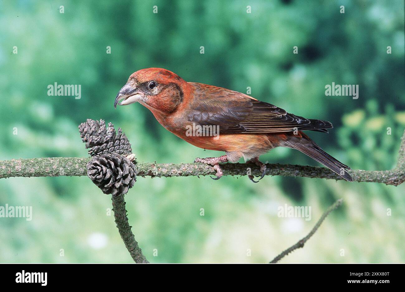 Red CROSSBILL - male, feeding Stock Photo - Alamy