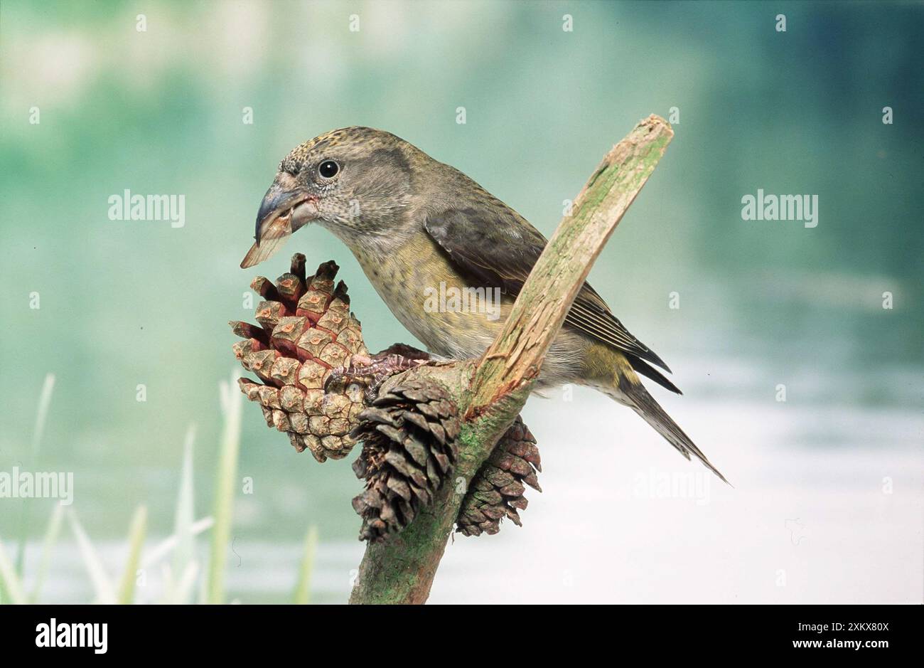 Red CROSSBILL - hen / female feeding on cone seeds Stock Photo - Alamy