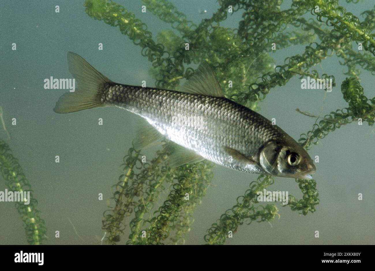 Animal animals fish wildlife hi-res stock photography and images - Alamy