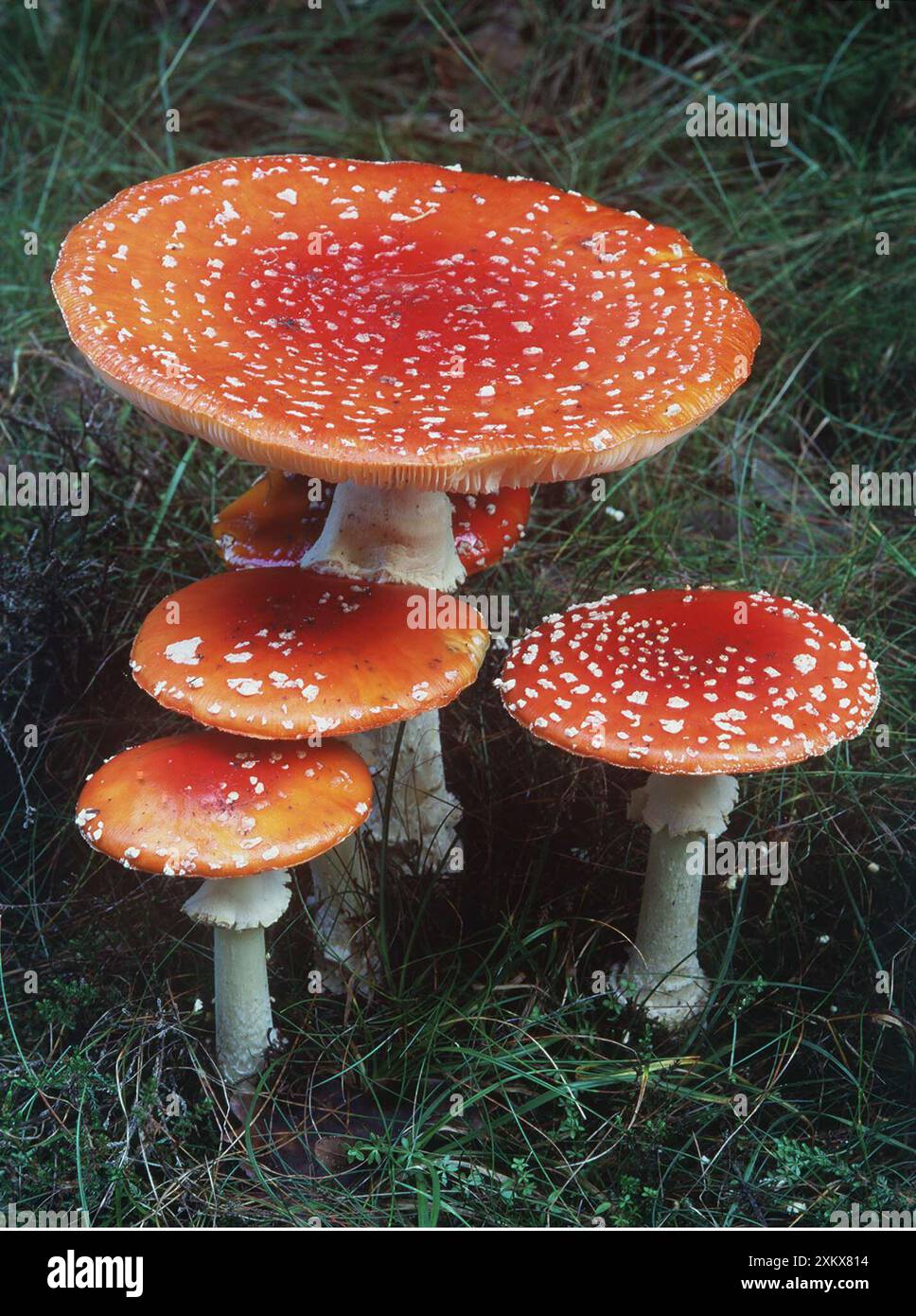 FUNGI - Fly Agaric Stock Photo - Alamy