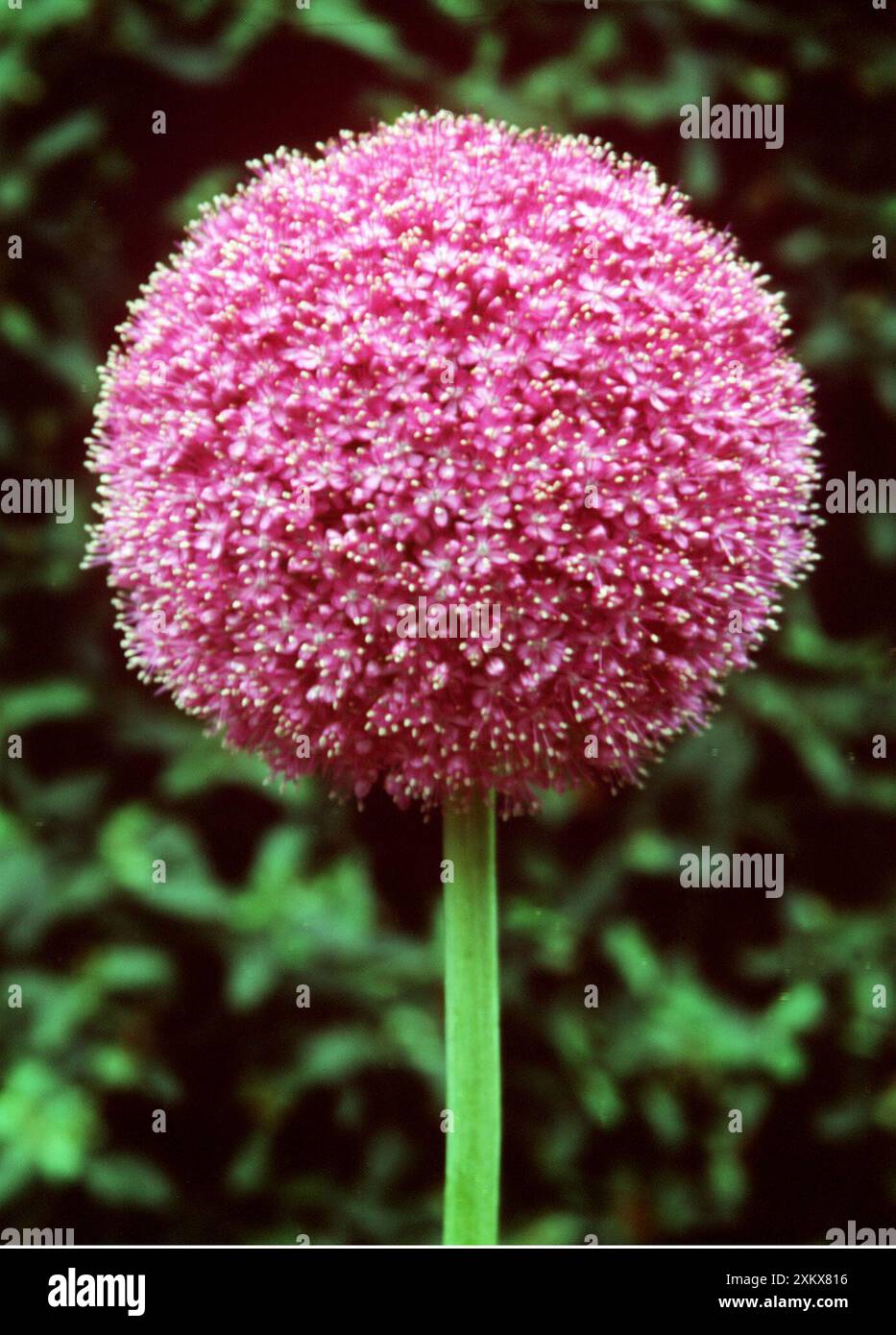 ALLIUM - close-up of flower and stem Stock Photo - Alamy