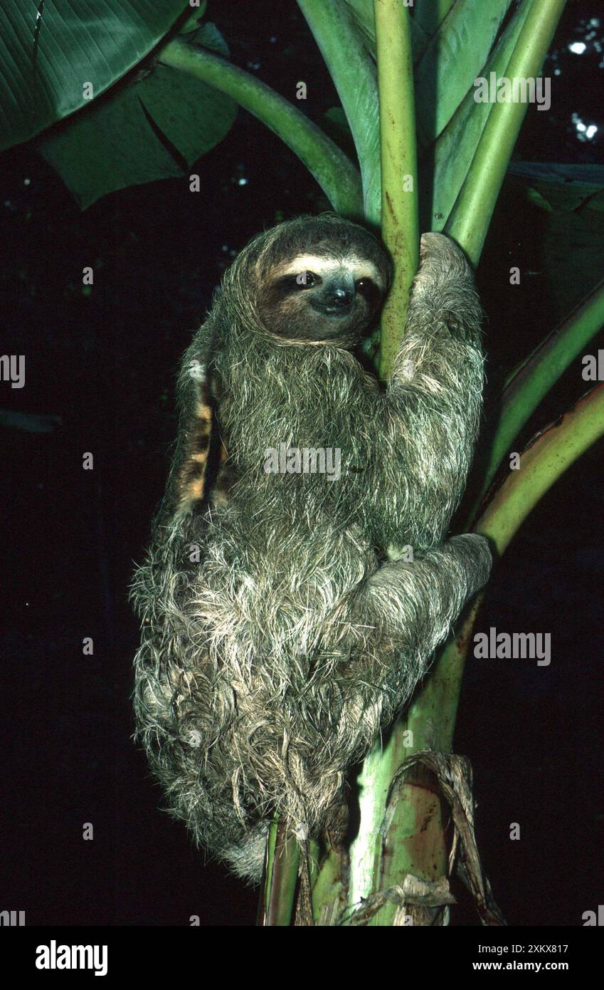 3 toed sloth hi-res stock photography and images - Alamy