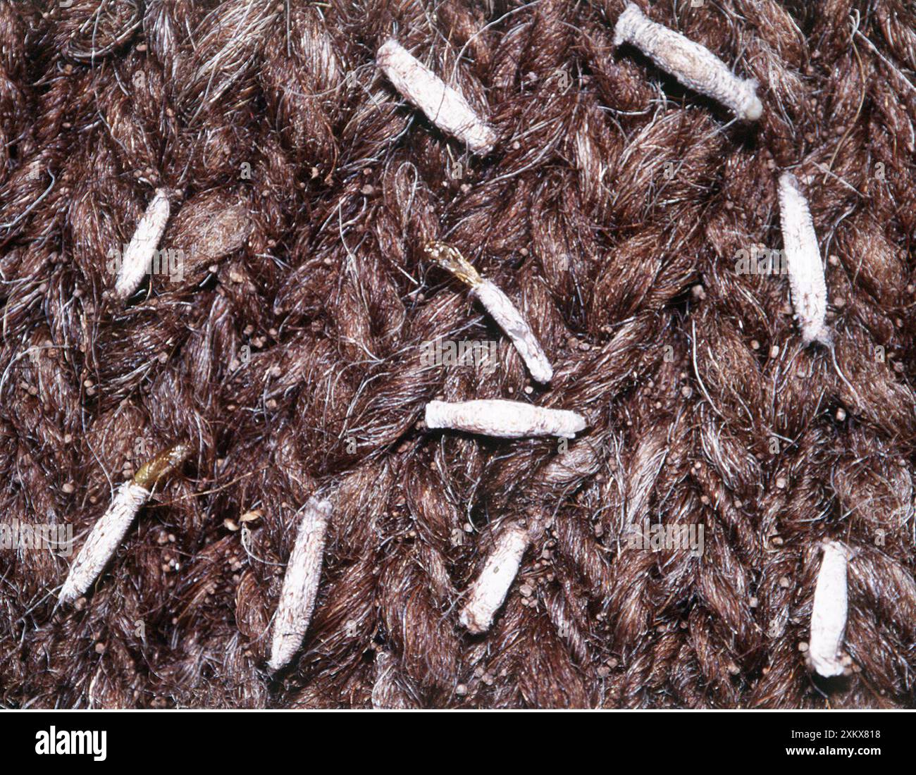 Moth larvae clothes hi-res stock photography and images - Alamy