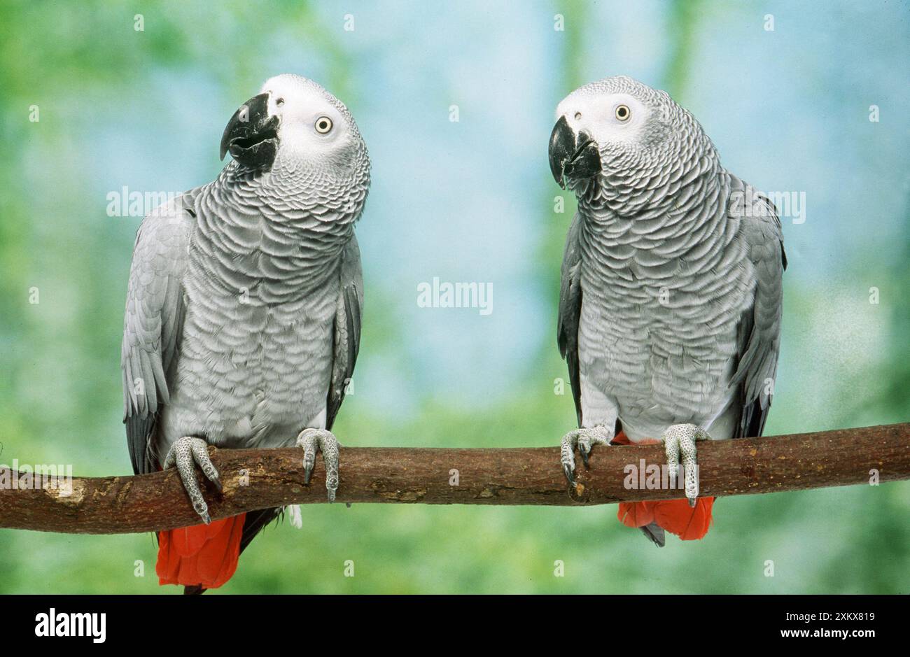 AFRICAN GREY PARROTS - two on perch Stock Photo - Alamy