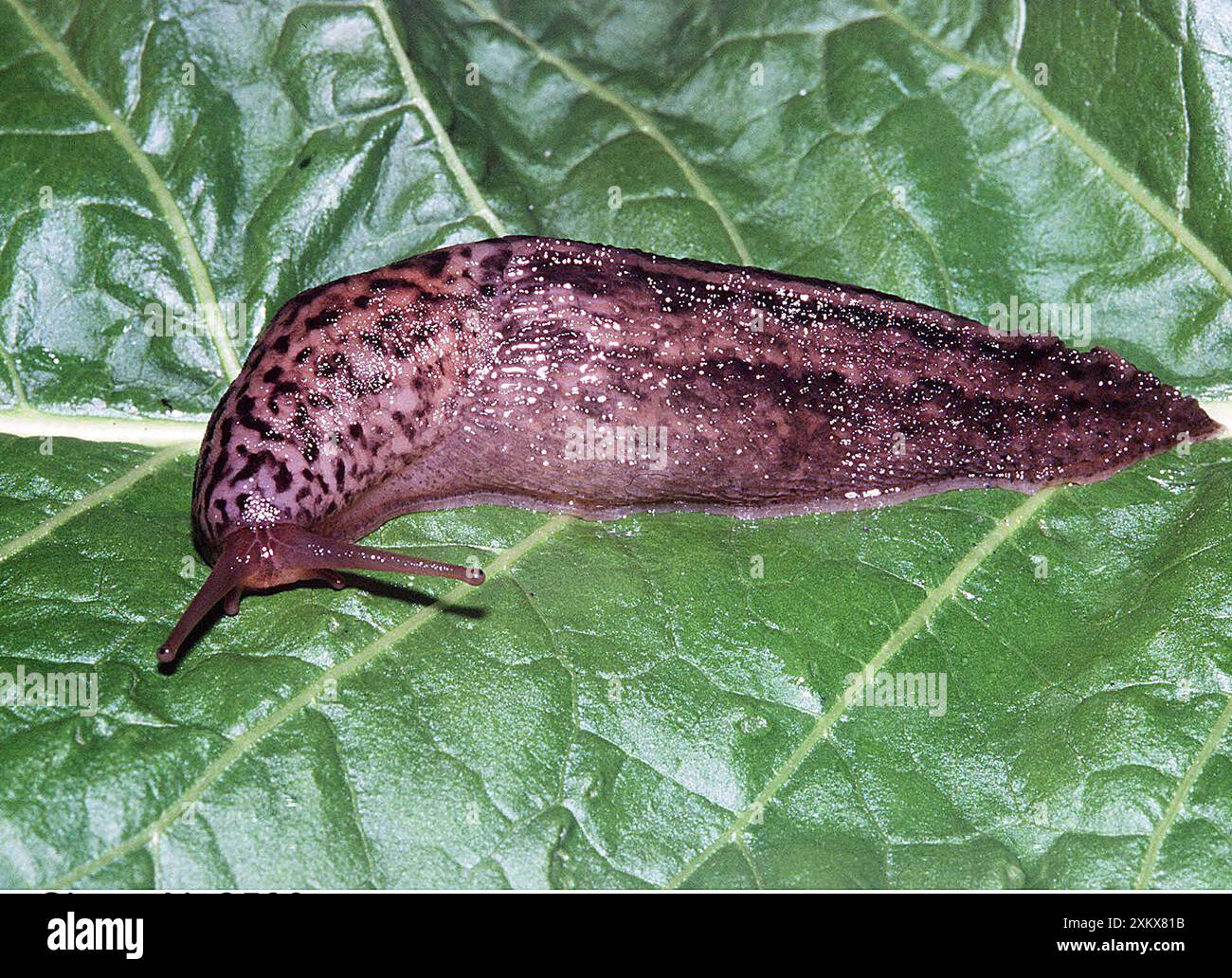 Great grey hi-res stock photography and images - Alamy