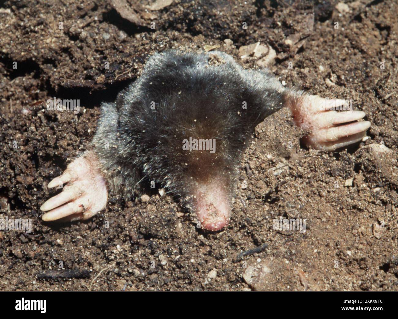 MOLE - emerging Stock Photo - Alamy