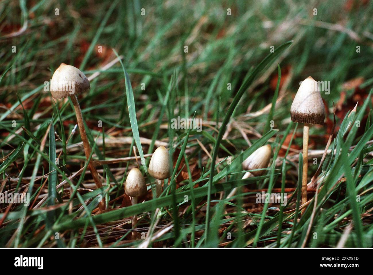 LIBERTY CAP FUNGI Stock Photo - Alamy