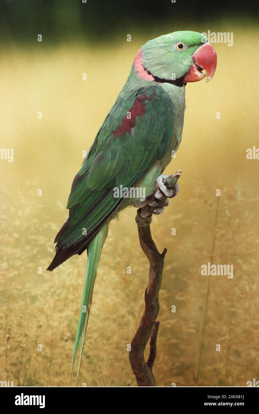 Alexandrine parakeets hi-res stock photography and images - Alamy