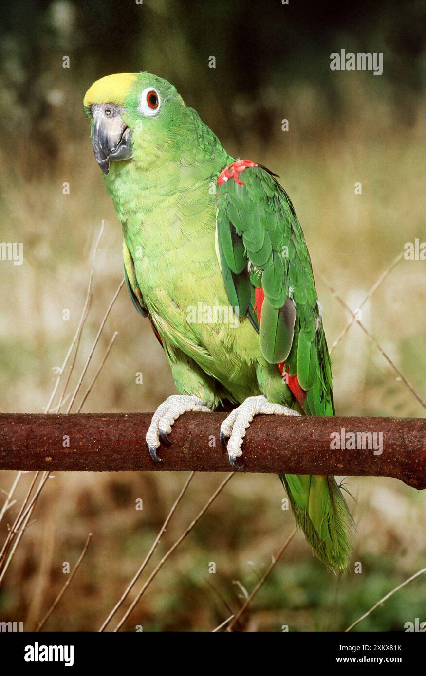 Yellow crowned amazon parrot hi-res stock photography and images - Alamy