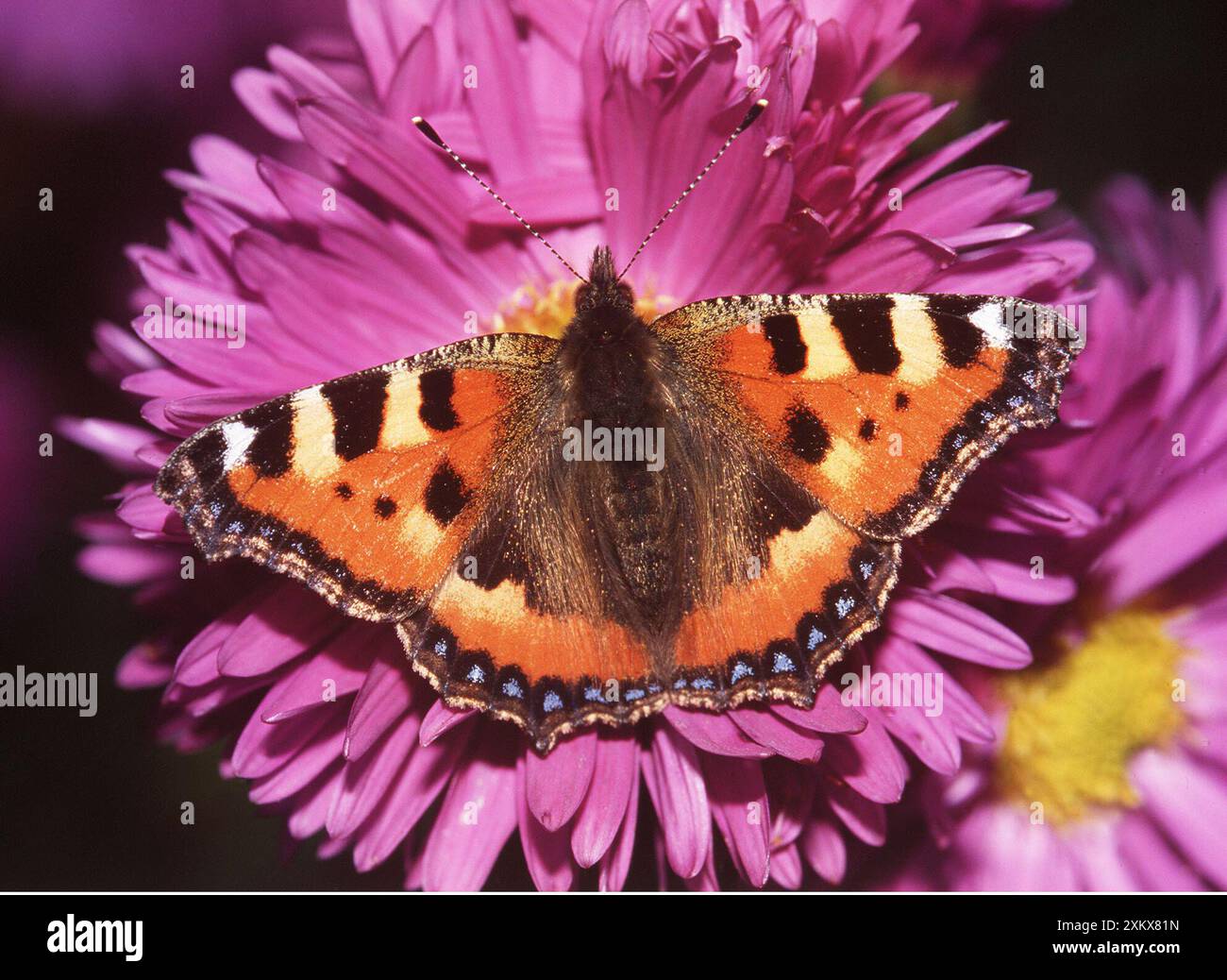 Small tortoiseshell insects hi-res stock photography and images - Alamy