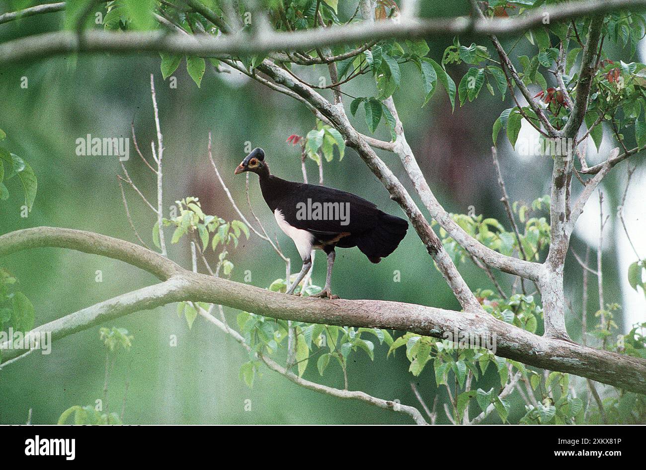 Maleo birds hi-res stock photography and images - Alamy