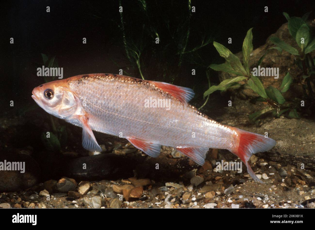 GOLDEN ORFE FISH Stock Photo - Alamy