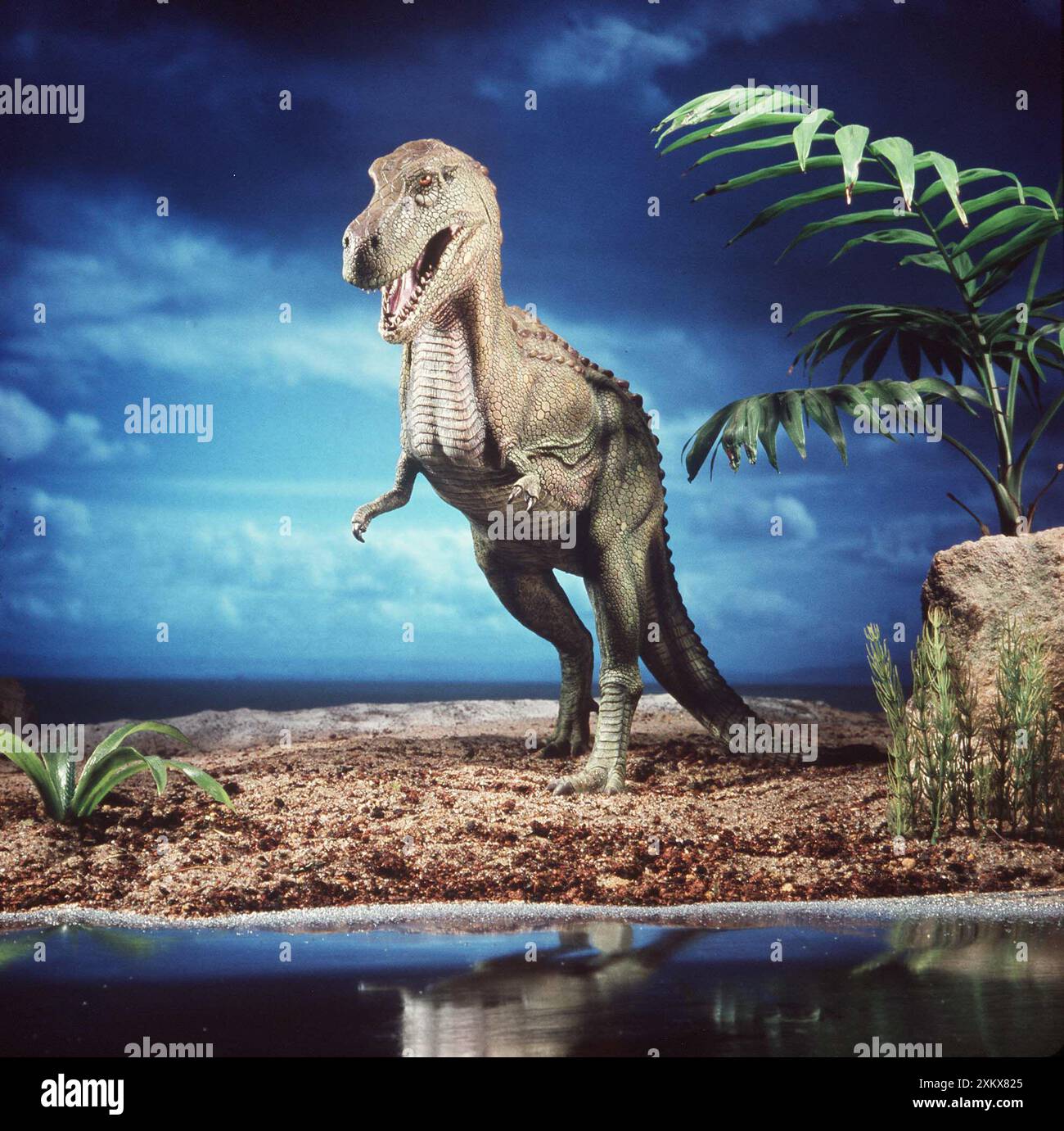 Prehistoric reconstruction - Tyrannosaurus Rex Dinosaur Stock Photo - Alamy