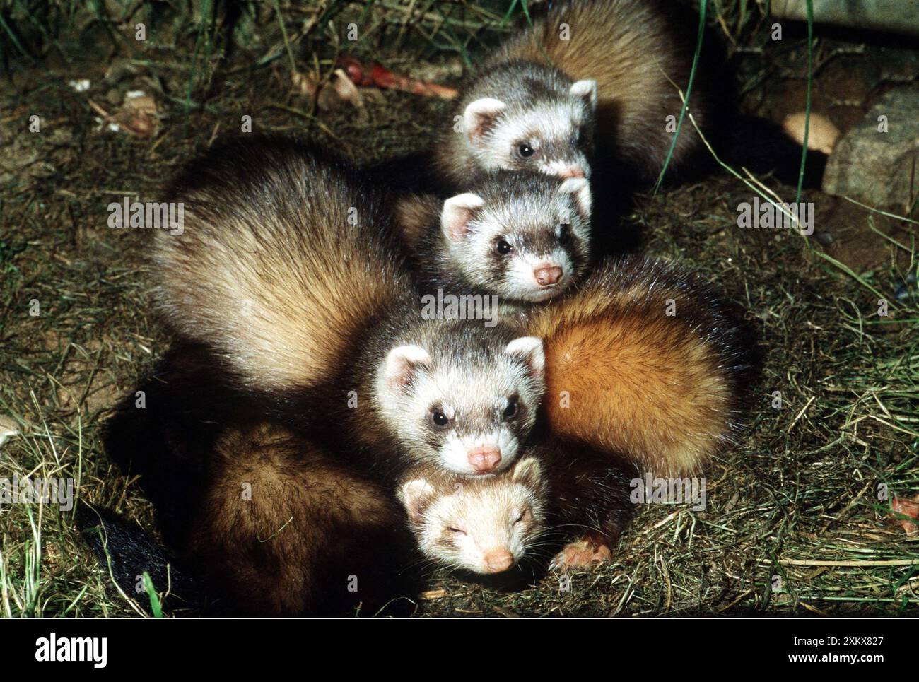 POLECATS - x four, babies in line Stock Photo - Alamy