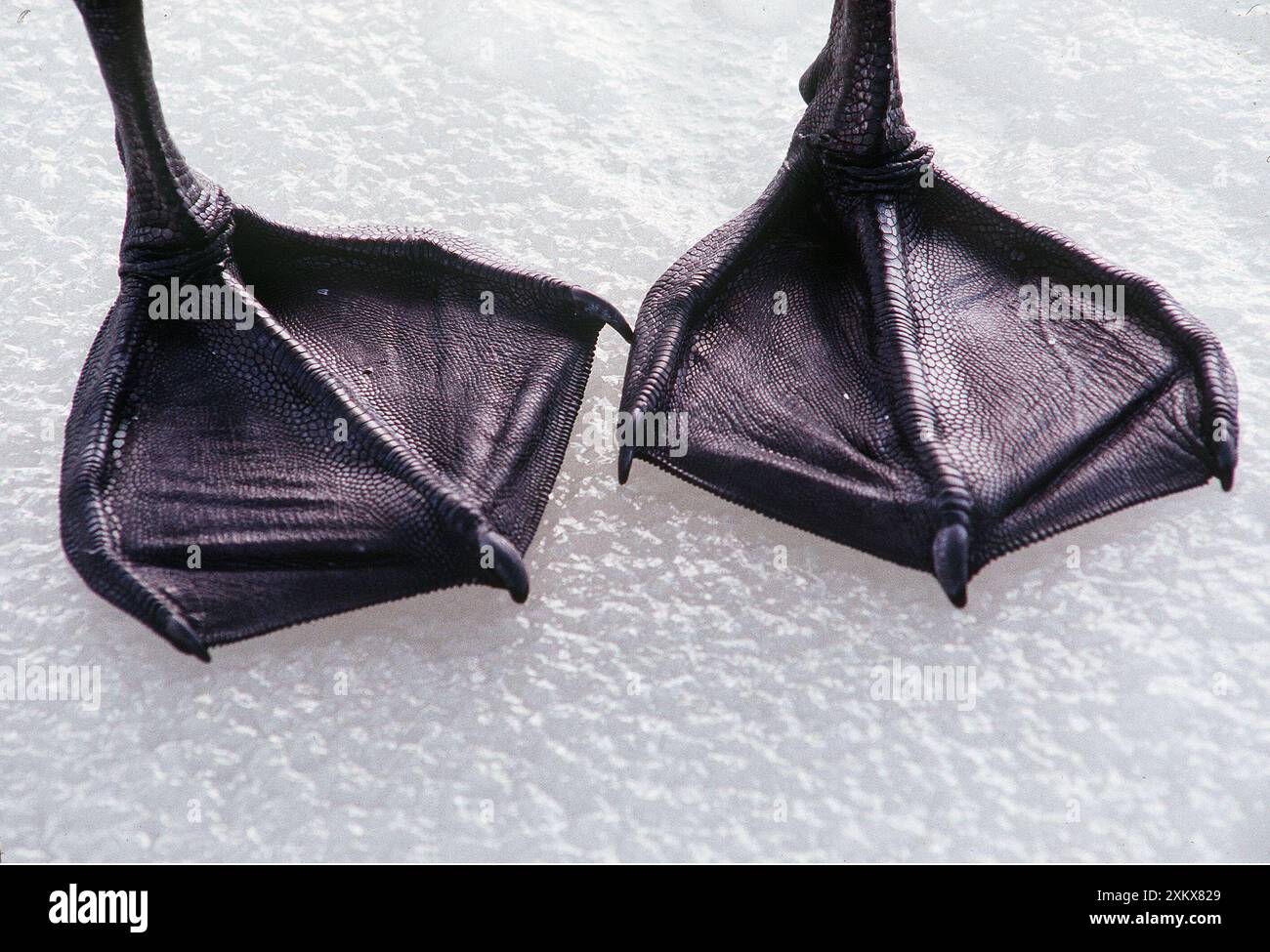 Animal bird swan birds feet hi-res stock photography and images - Alamy