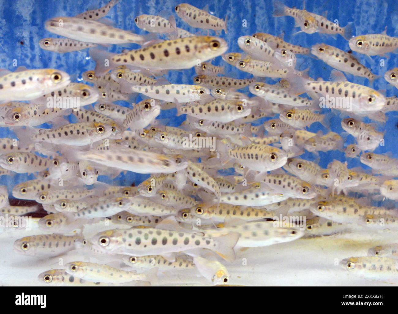 Parr salmon hi-res stock photography and images - Alamy
