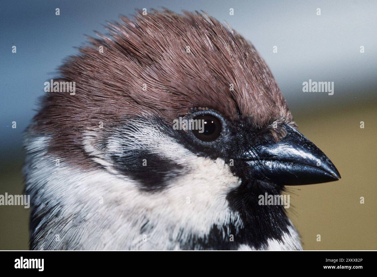 TREE SPARROW - close-up of head Stock Photo - Alamy