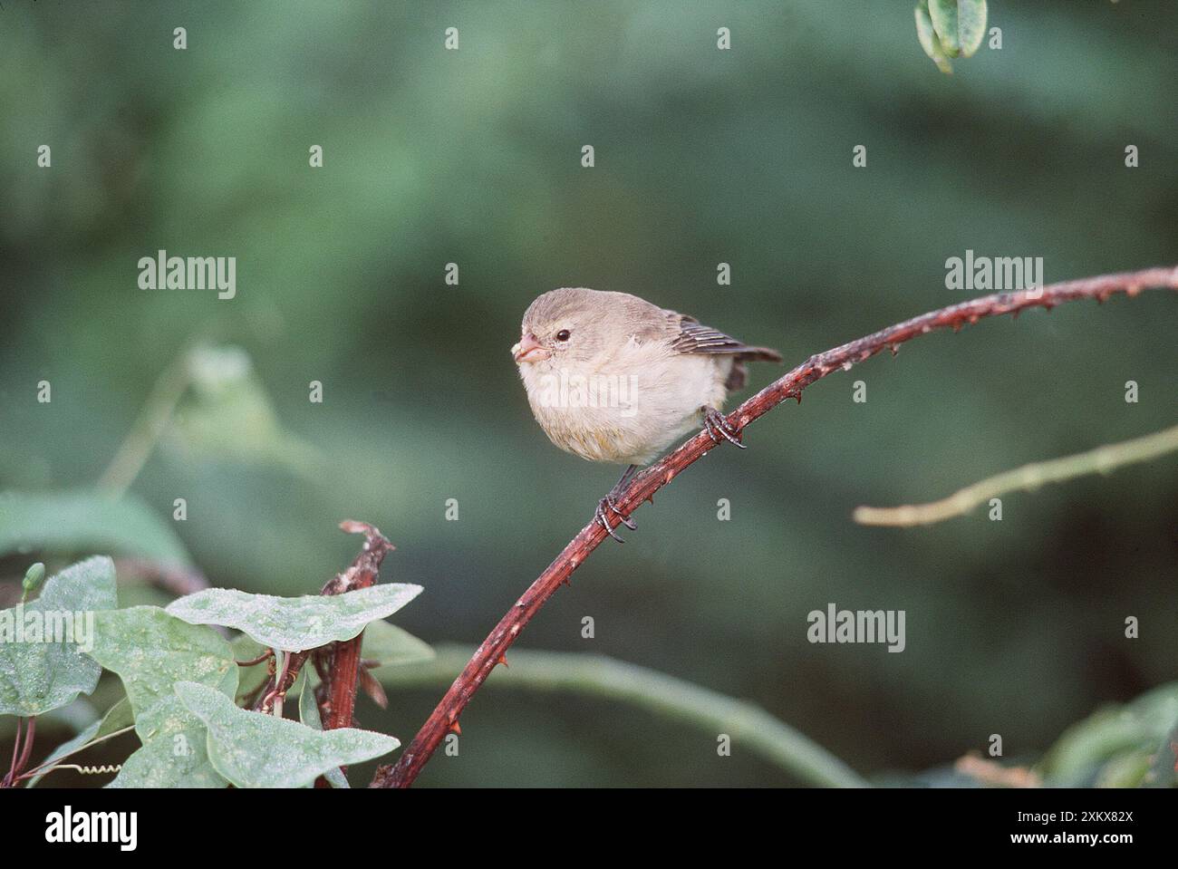 Galapagos / Darwin's Small Tree Finch Stock Photo - Alamy