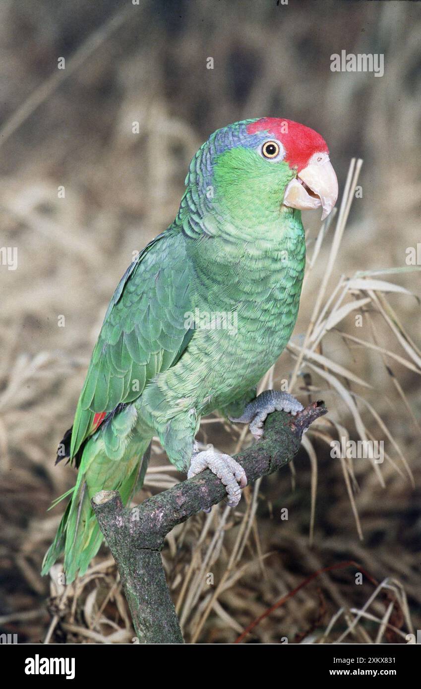 South american amazon parrot hi-res stock photography and images - Alamy
