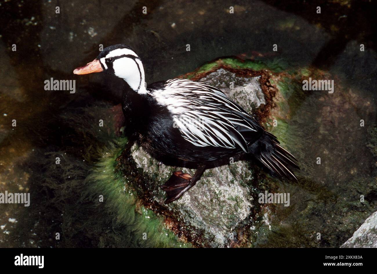 Torrent duck male hi-res stock photography and images - Alamy