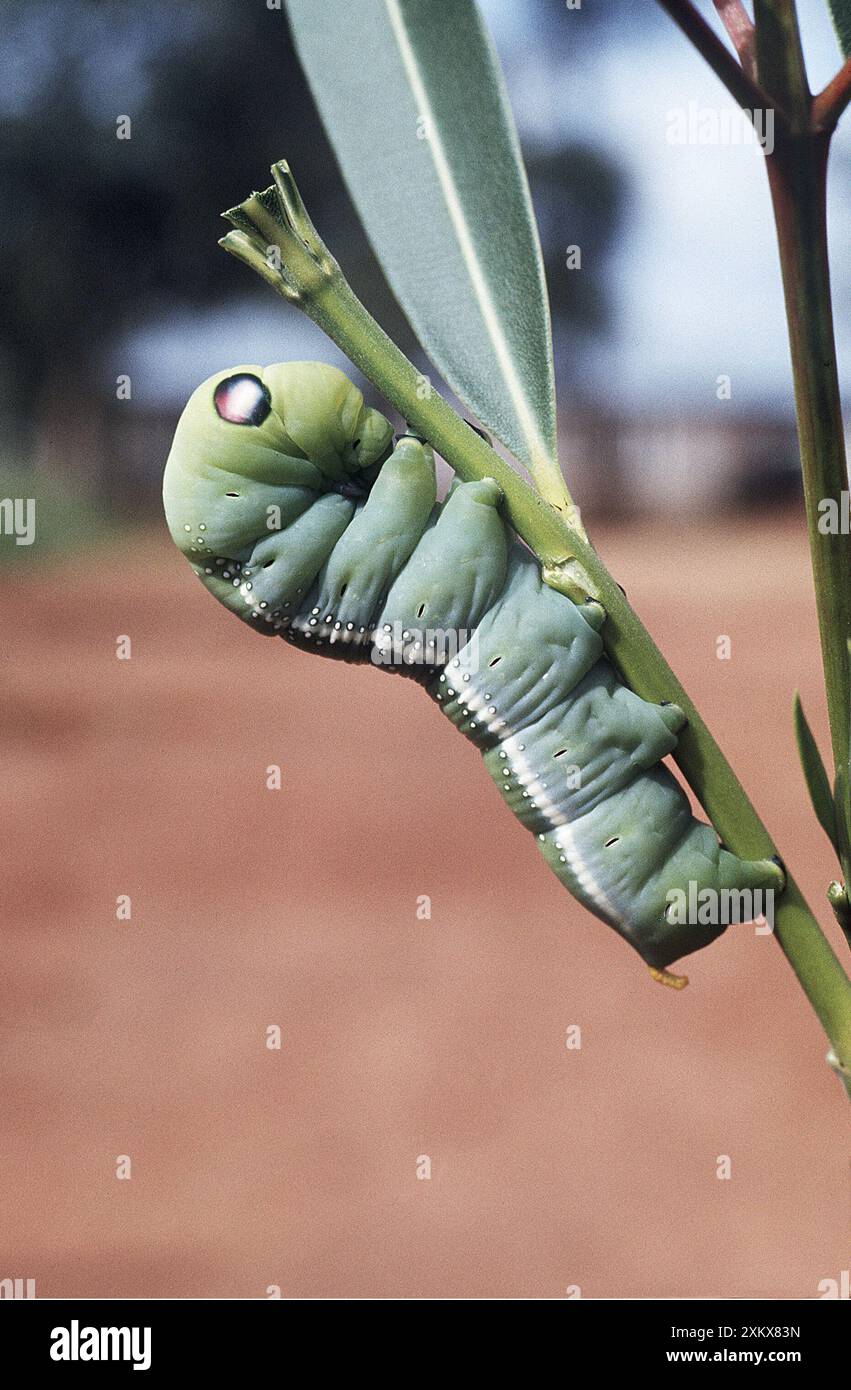 OLEANDER HAWK-MOTH - larvae / caterpillar Stock Photo - Alamy