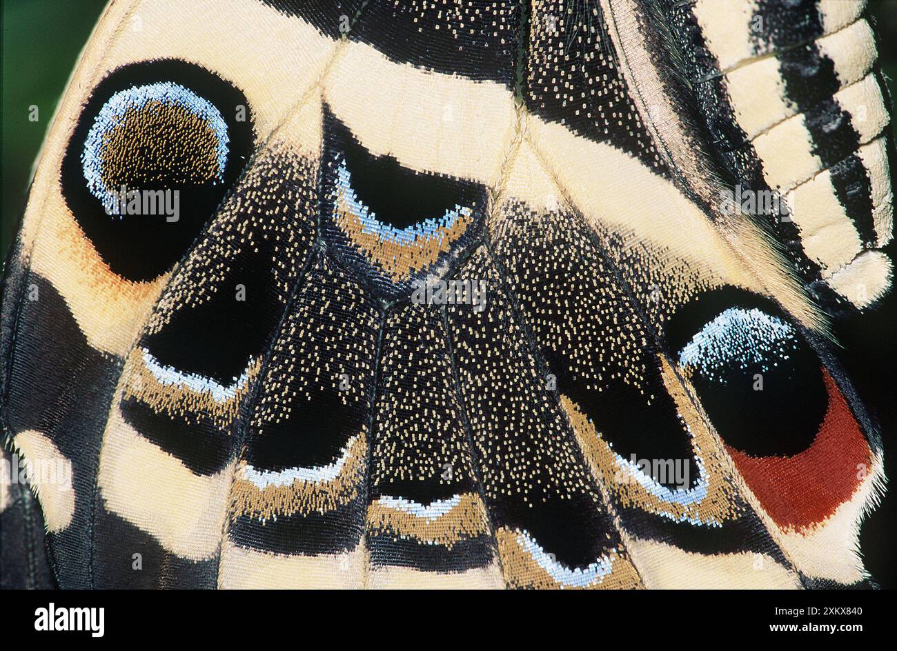 CITRUS SWALLOWTAIL - WING SCALES Stock Photo - Alamy