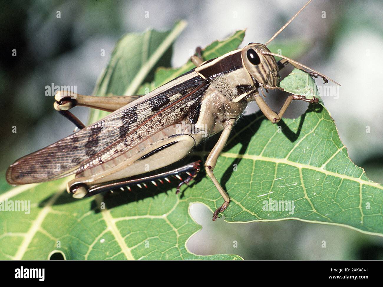 South african grasshopper hi-res stock photography and images - Alamy