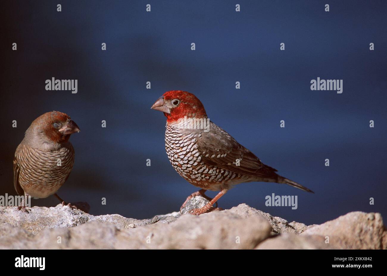 Two male finches hi-res stock photography and images - Alamy