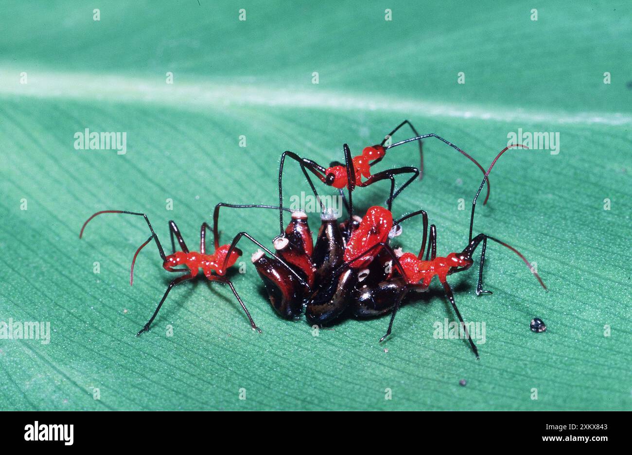 Assassin bug africa hi-res stock photography and images - Alamy