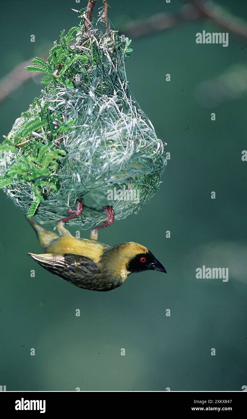 Weaver bird nest material hi-res stock photography and images - Alamy