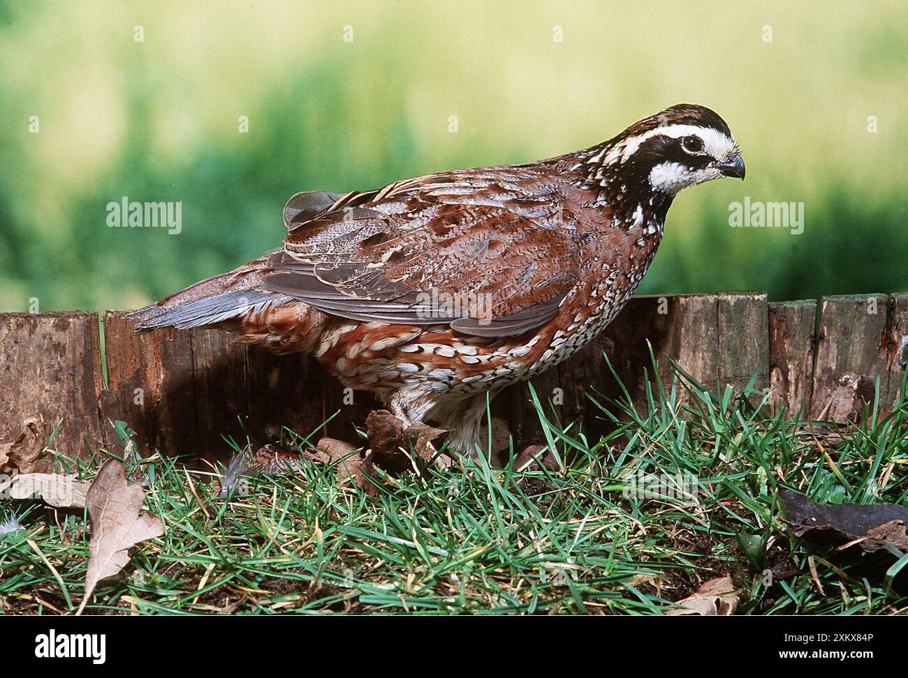 Male bobwhite hi-res stock photography and images - Alamy