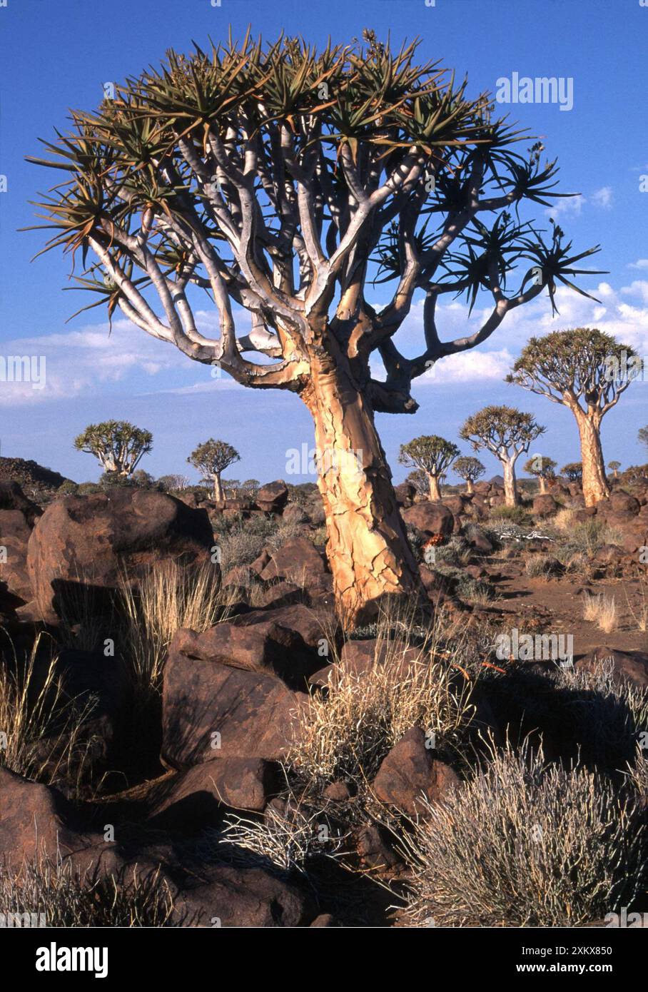 Animal forest tree hi-res stock photography and images - Alamy