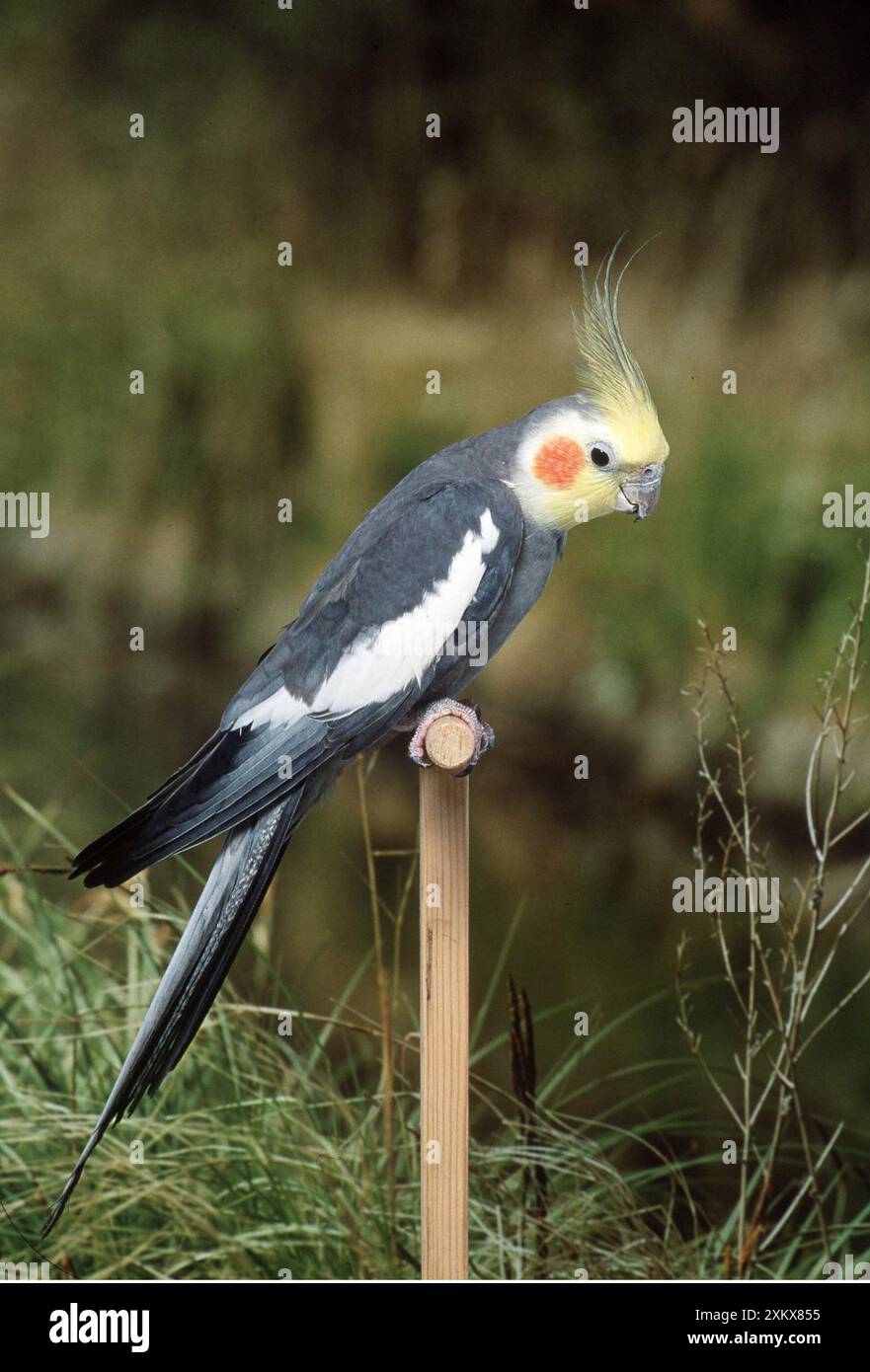 COCKATIEL - on perch Stock Photo - Alamy
