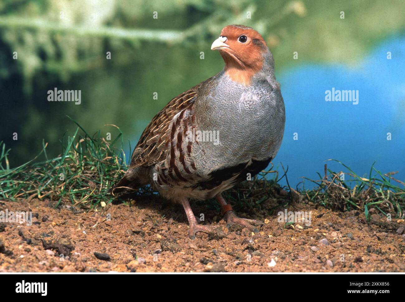 Standing wildlife hi-res stock photography and images - Alamy