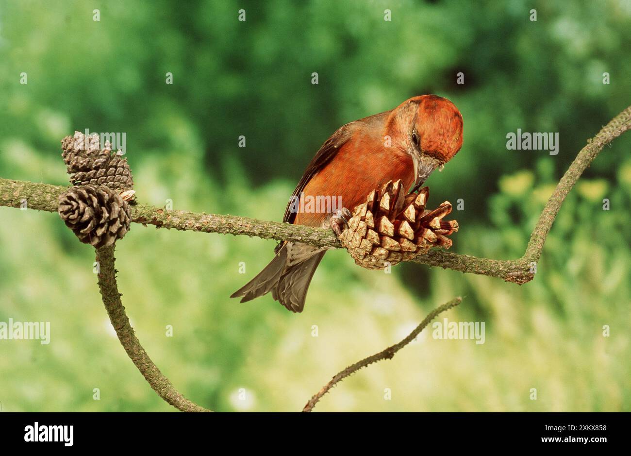 Red CROSSBILL - Male feeding Stock Photo - Alamy