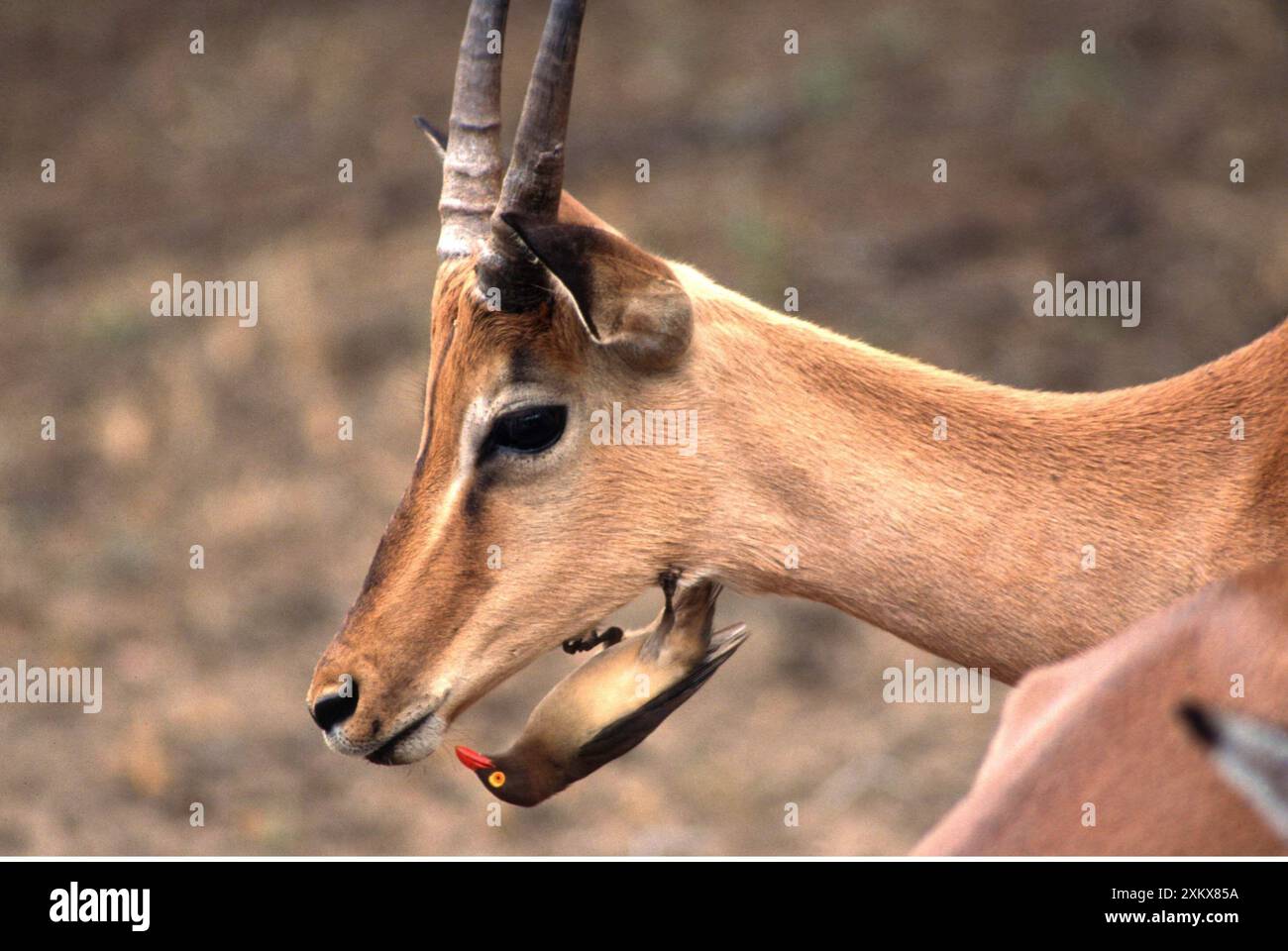 RED-BILLED OXPECKER - feeding on ectoparasites on Impala Stock Photo ...