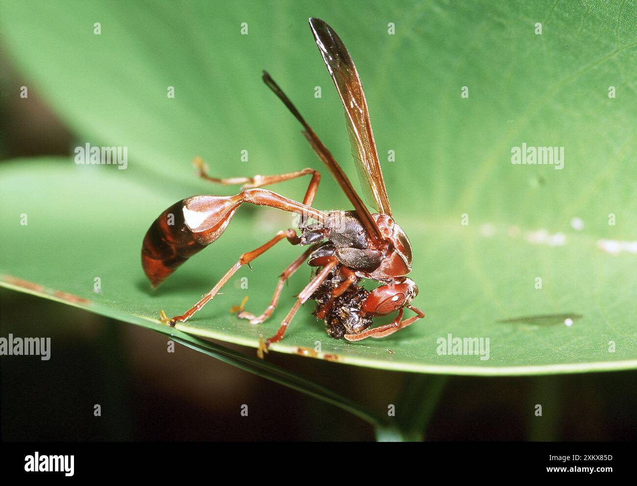 Chewing insects hi-res stock photography and images - Alamy