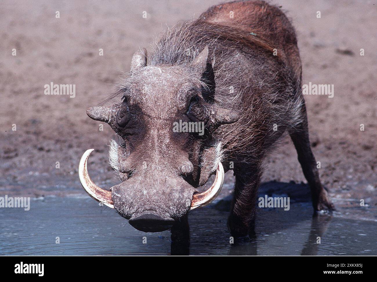 Water pigs hi-res stock photography and images - Alamy