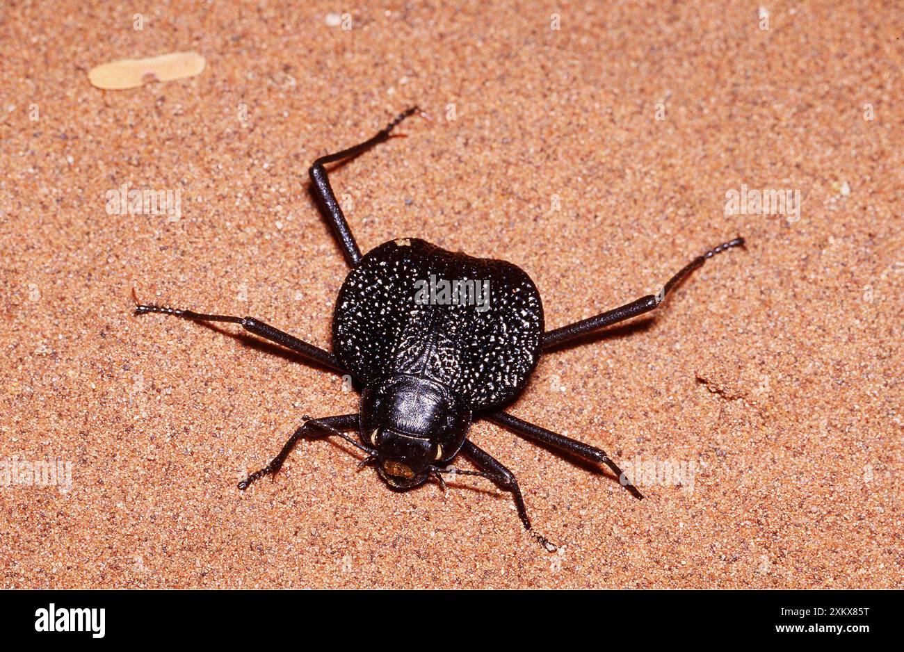 DESERT TENEBRIONID BEETLE Stock Photo - Alamy