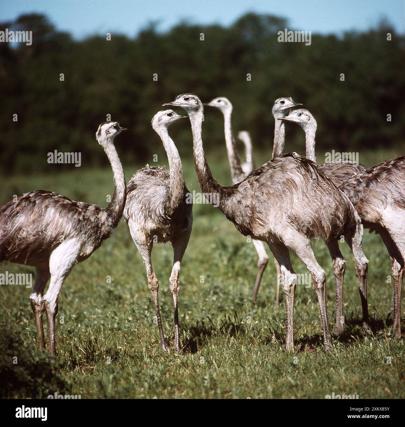 Greater rhea bird hi-res stock photography and images - Alamy