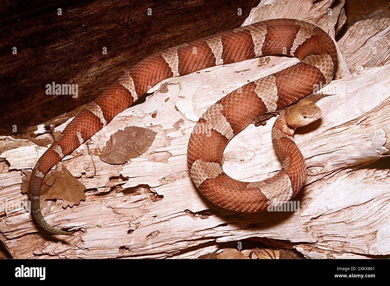 Banded snake hi-res stock photography and images - Alamy