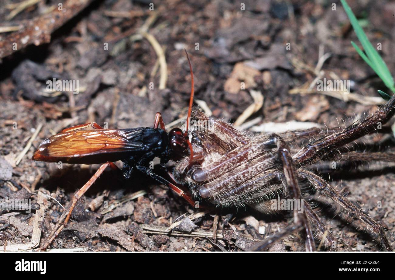 SPIDER WASP - with prey Stock Photo - Alamy