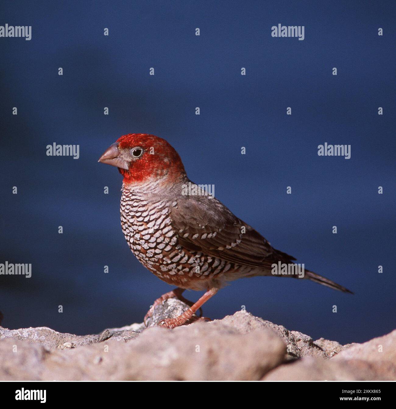 Red-Headed Finch - male Stock Photo - Alamy